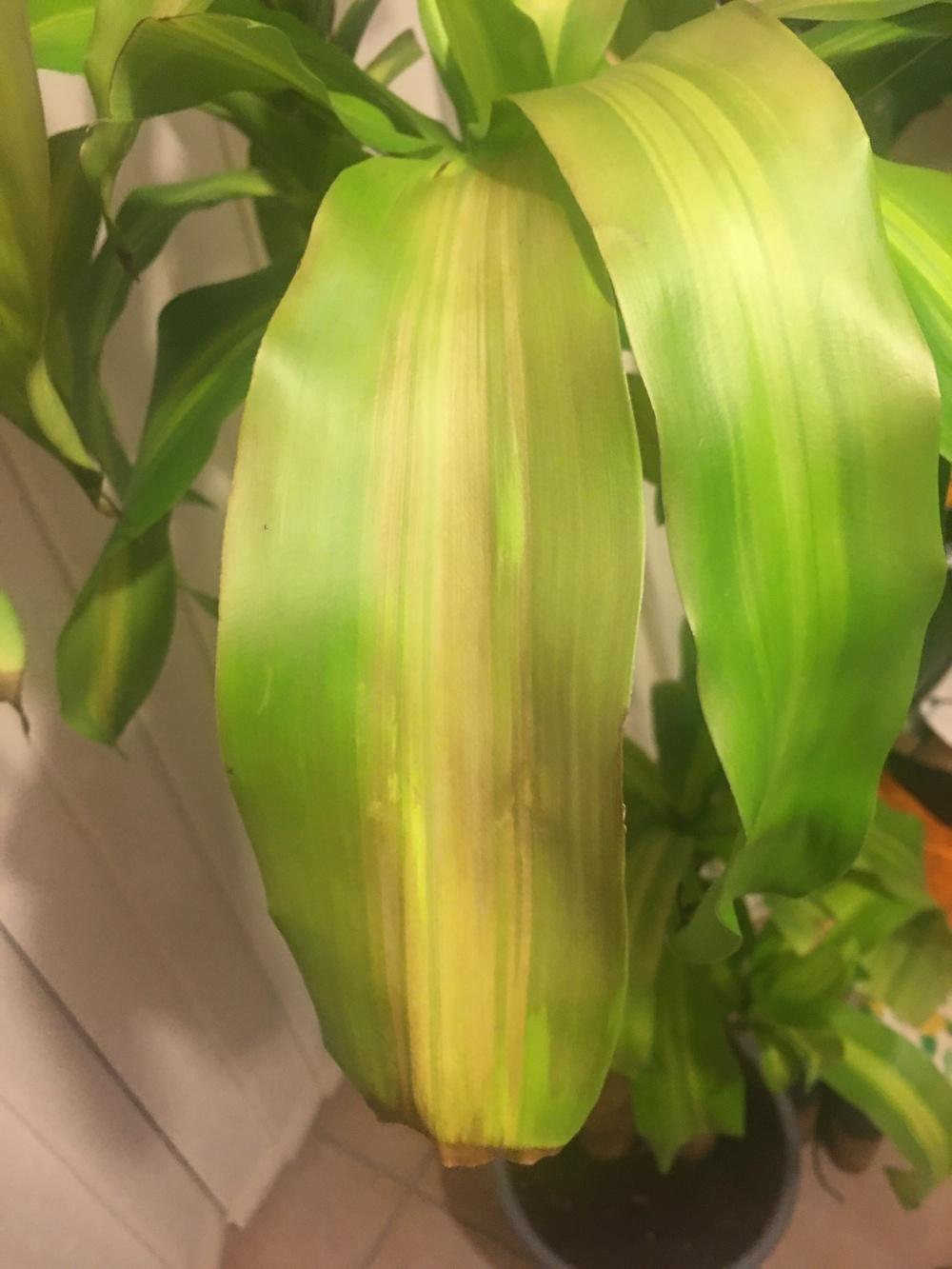 My yucca has yellow leaves in the Pests and Diseases forum - Garden.org