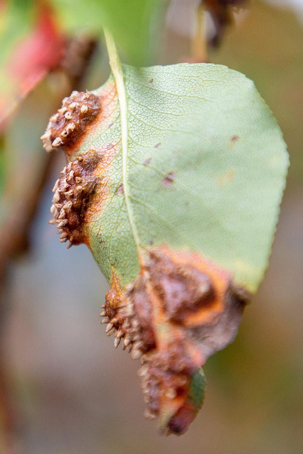 What's this pear tree suffering from? in the Ask a Question forum ...