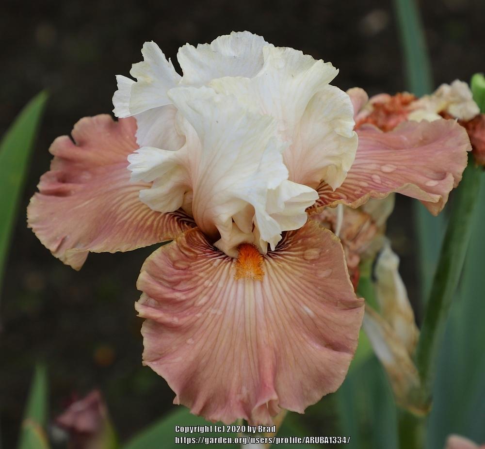Tall Bearded Iris (Iris 'Walk Right Back') in the Irises Database ...