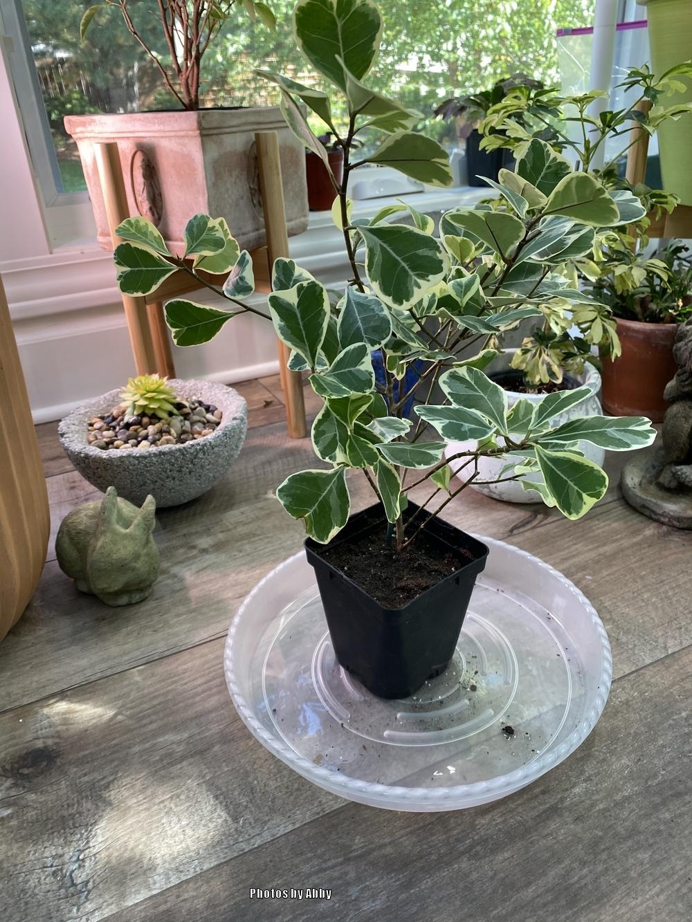 Ficus triangularis / natal fig care tips? in the Variegated Foliage ...