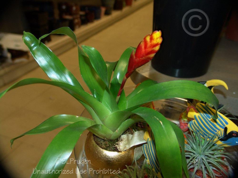 Bromeliad (Vriesea 'Charlotte') - Garden.org