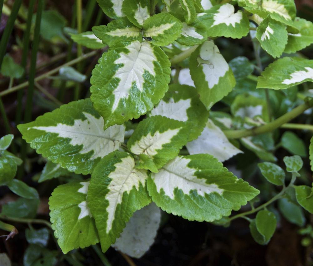 Coleus (Coleus scutellarioides Wizard™ Jade) in the Coleus Database ...