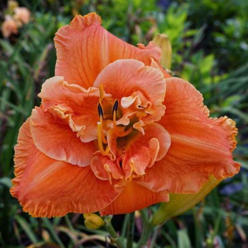 Daylily (Hemerocallis 'Blazing Double Sunset') in the Daylilies ...