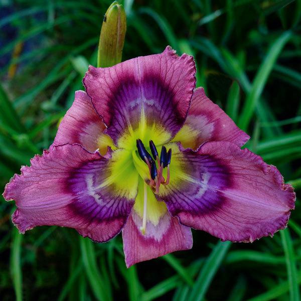 Daylily (Hemerocallis 'Peacock Kaleidoscope') in the Daylilies Database - Garden.org