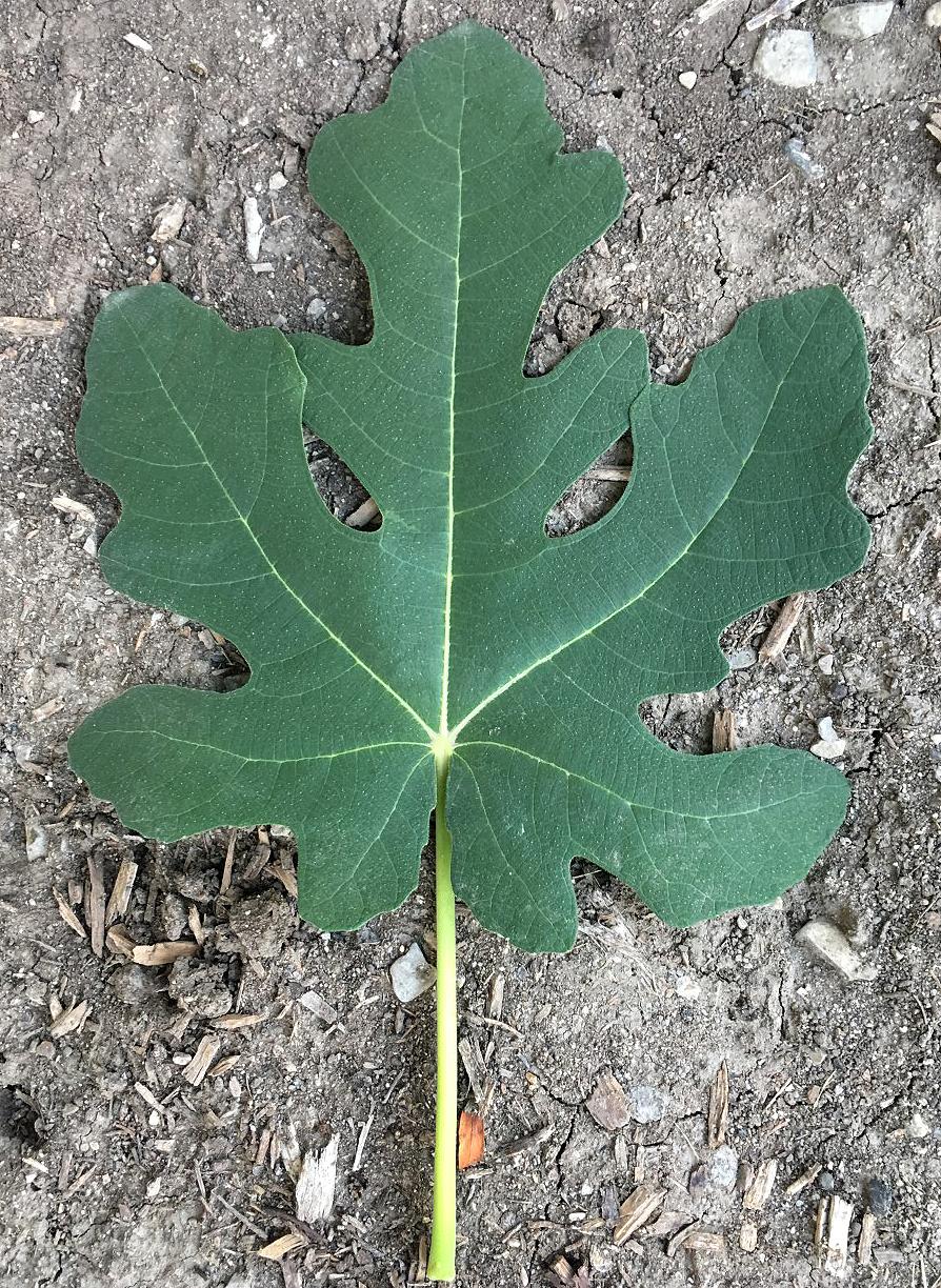 Figs: Plant Care and Collection of Varieties - Garden.org