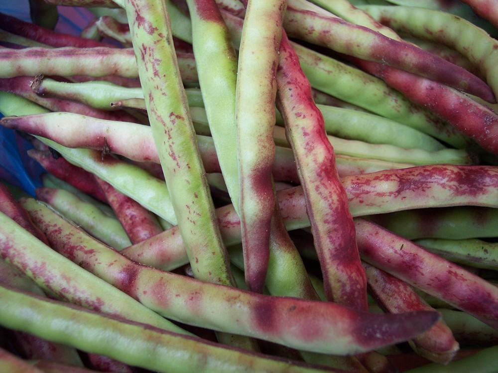 Cow Pea (Vigna unguiculata 'Red Ripper') in the Southern Peas Database ...