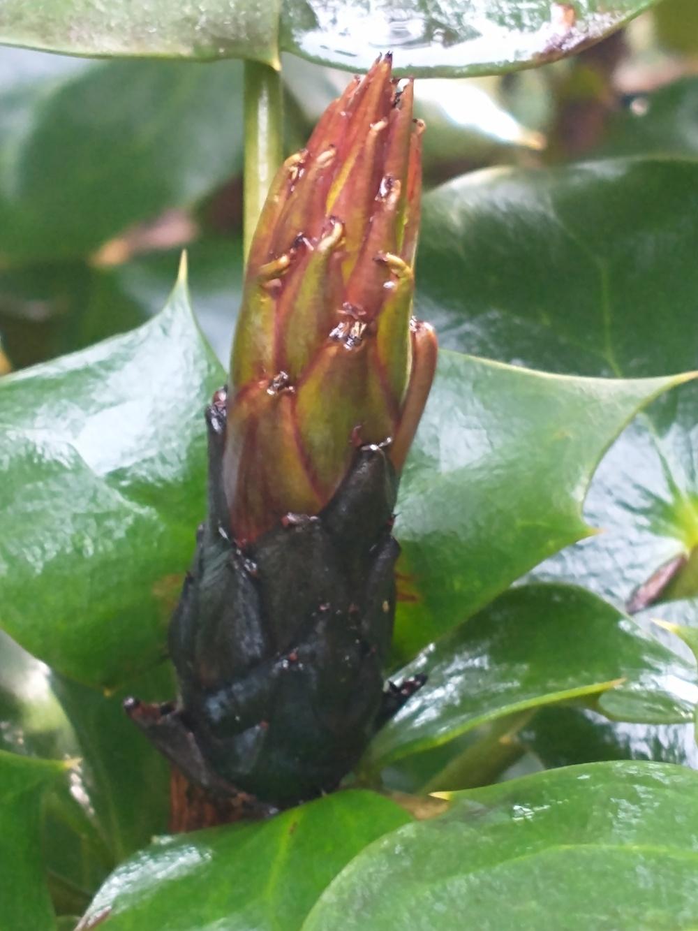 Oregon Grape Unknown Pod Head in Photo of Tall Oregon Grape (Mahonia ...