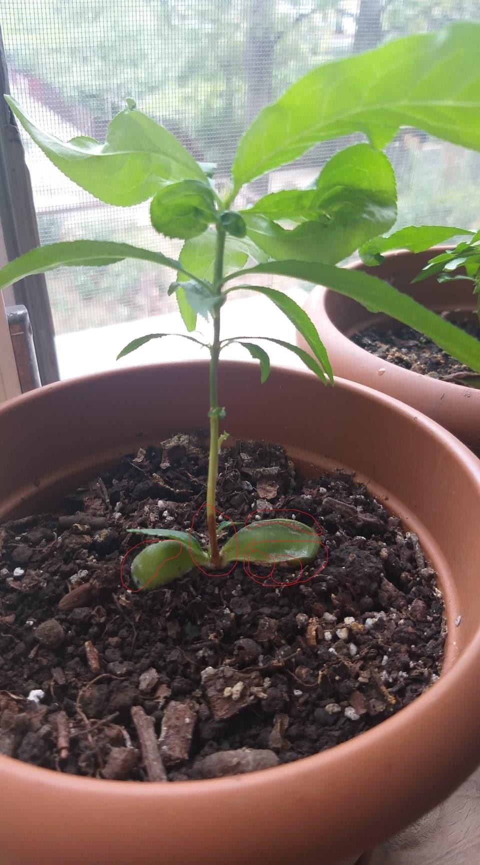 Peach Seedling (help) in the Ask a Question forum - Garden.org