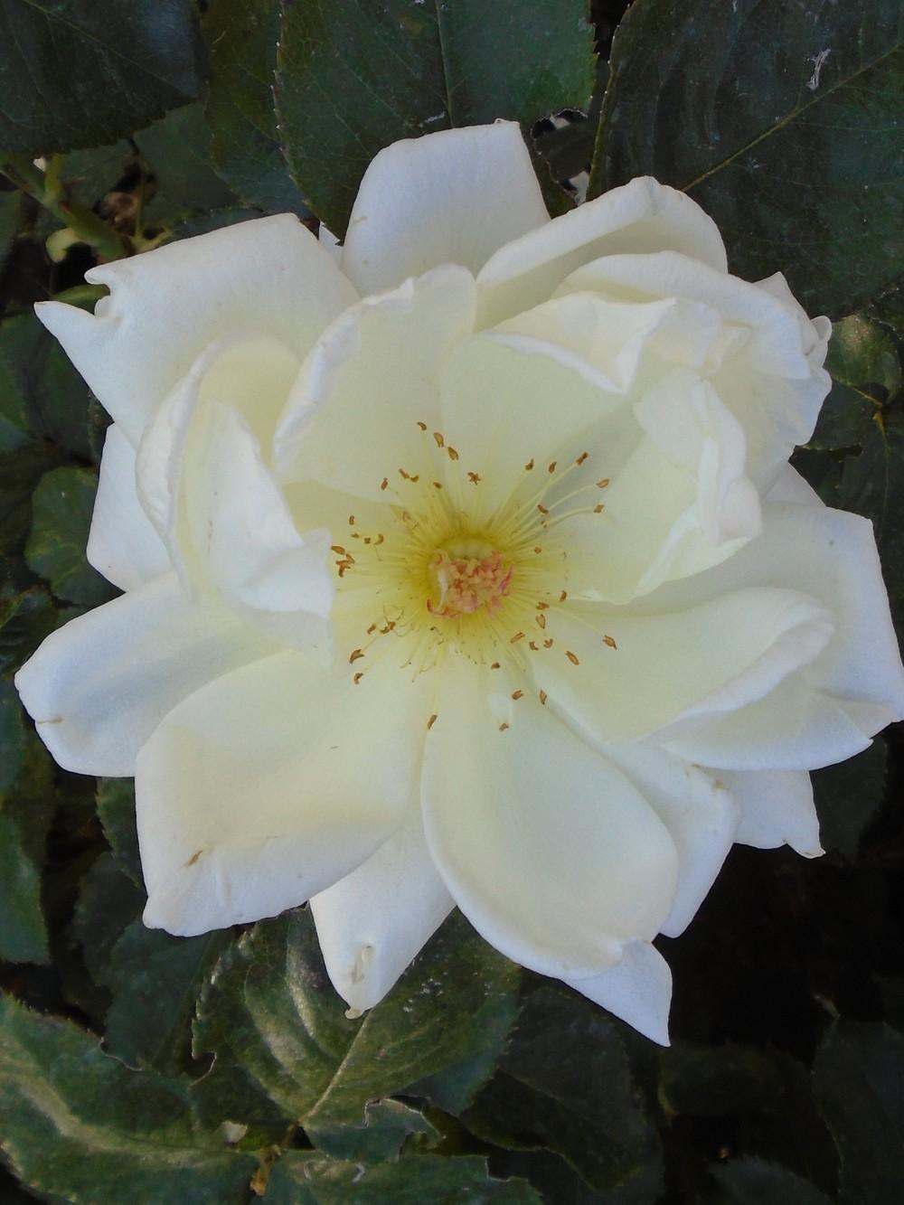 Rose (Rosa 'Full Sail') in the Roses Database - Garden.org