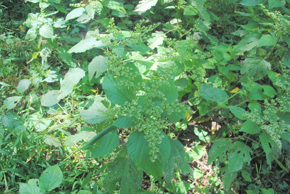 Photo of the bloom of Canadian Wood Nettle (Laportea canadensis) posted ...