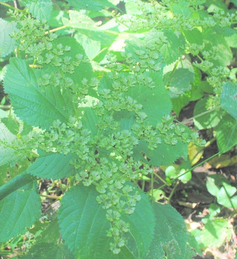 Canadian Wood Nettle (Laportea canadensis) - Garden.org