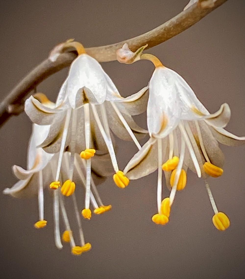 Aloe (Aloe albiflora) in the Aloes Database - Garden.org