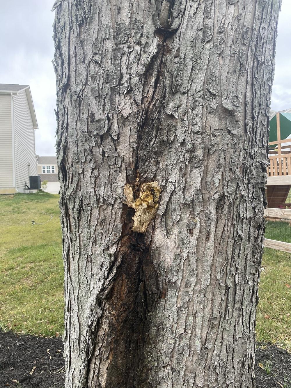 Maple Tree Fungus Help/Identification in the Ask a Question forum ...