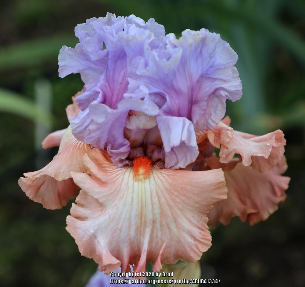 Tall Bearded Iris (Iris 'Awesome Wonder') in the Irises Database ...