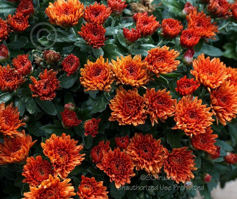 Garden Mum (Chrysanthemum x morifolium 'Magnum Orange') - Garden.org