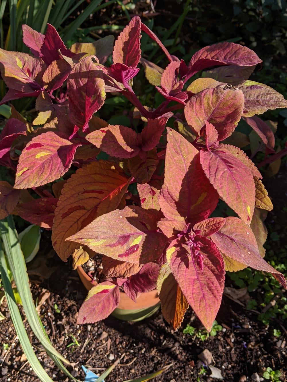 Coleus: Plant Care and Collection of Varieties - Garden.org