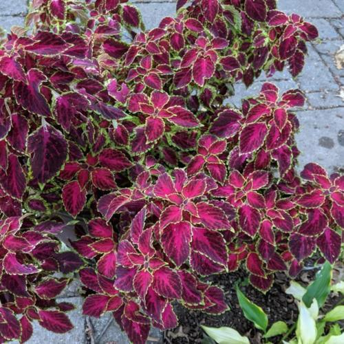 Coleus (Coleus scutellarioides PartyTime™ Ruby Punch) in the Coleus ...