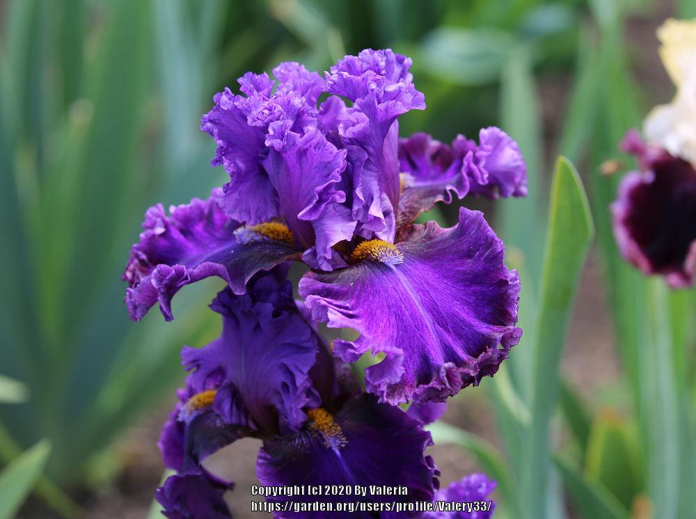 Photo of the bloom of Tall Bearded Iris (Iris 'Pagan Knight') posted by ...