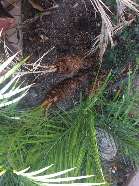 Please Help! Triple Pygmy (robellini) Palm Issue in the Ask a Question ...