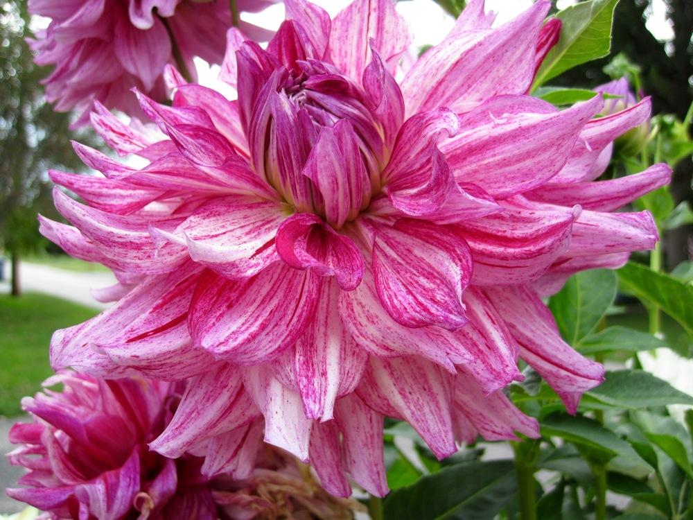 Photo of the bloom of Dahlia 'AC Paint' posted by psudan - Garden.org