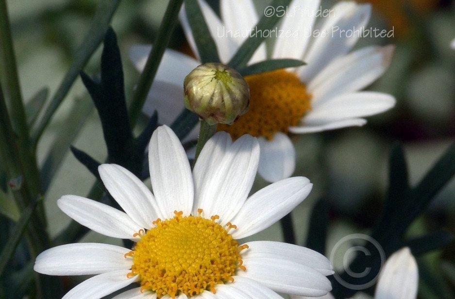 Photo of the closeup of buds, sepals and receptacles of Marguerite ...