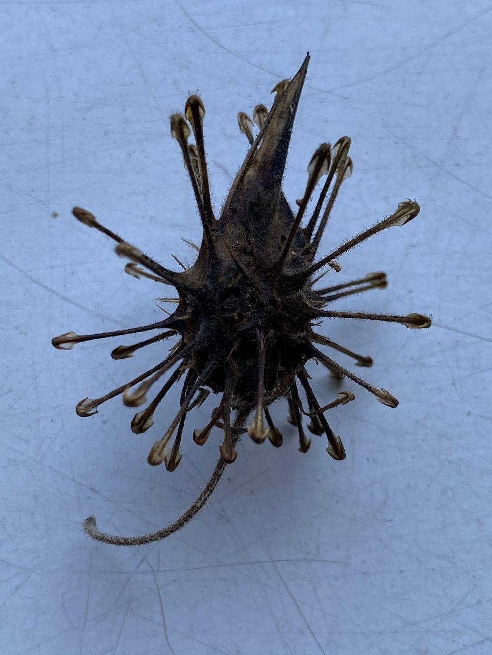 Photo of the seed pods or heads of Mouse Trap Tree (Uncarina ...