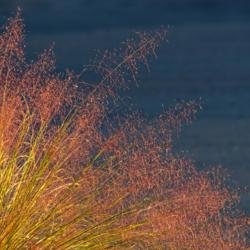 Photo of the entire plant of Ruby Muhly (Muhlenbergia reverchonii ...