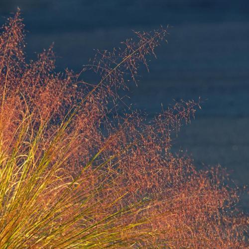 Ruby Muhly (Muhlenbergia reverchonii Undaunted®) - Garden.org