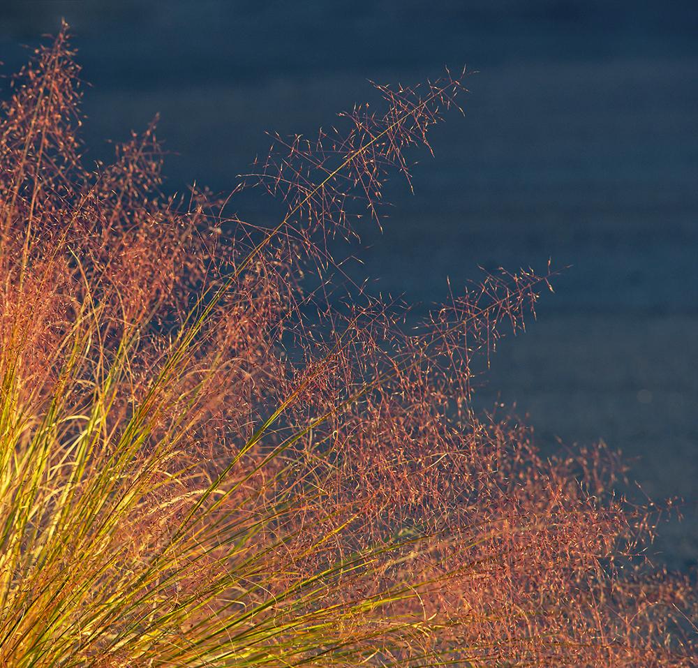 Photo of the seed pods or heads of Ruby Muhly (Muhlenbergia reverchonii ...