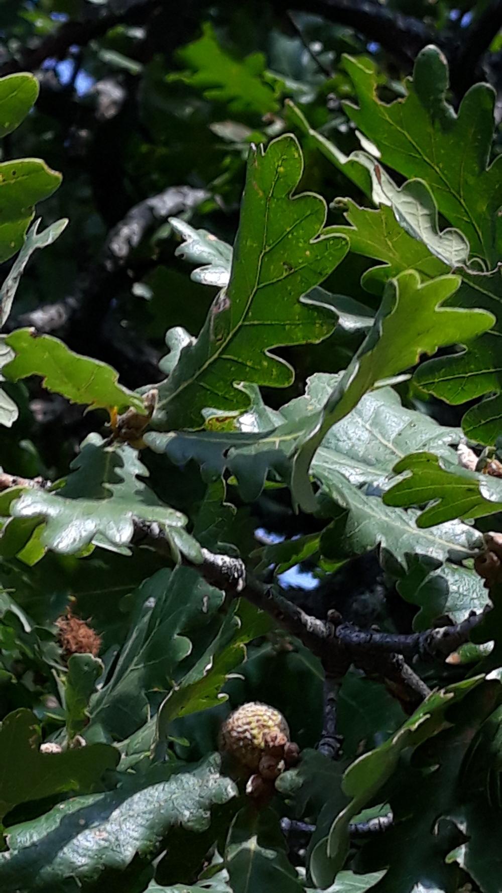 Photo of the leaves of Italian Oak (Quercus frainetto) posted by ...