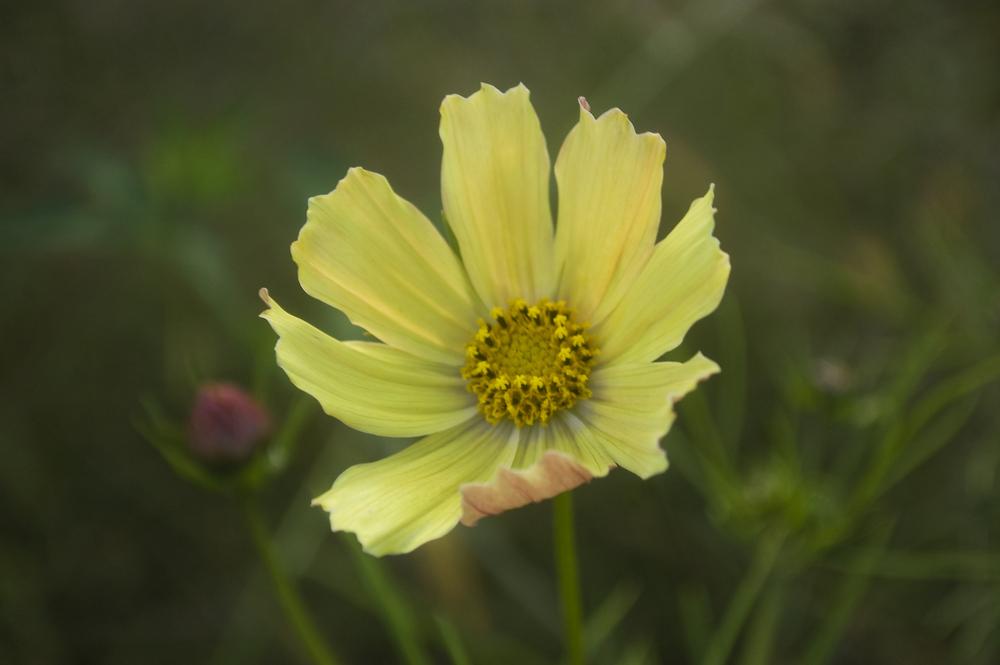 Cosmos: Plant Care and Collection of Varieties - Garden.org
