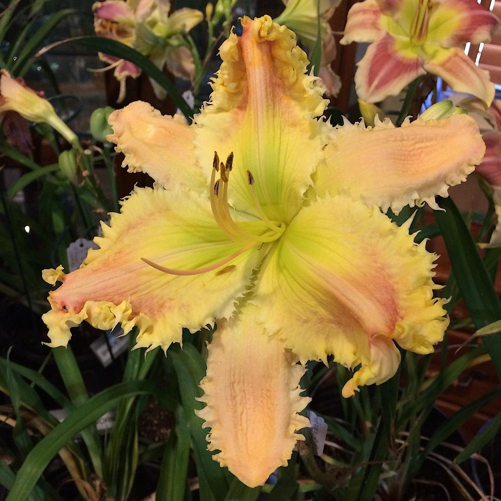 Daylilies: Plant Care and Collection of Varieties - Garden.org