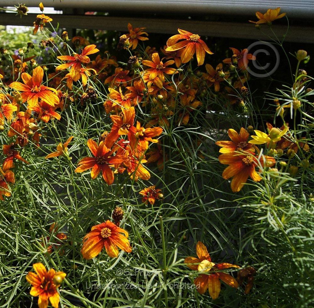 Photo of the entire plant of Coreopsis Cruizin'™ Sunset Strip posted by ...