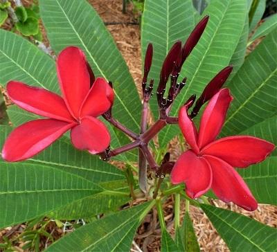 Pop's Red in the Plumeria forum - Garden.org