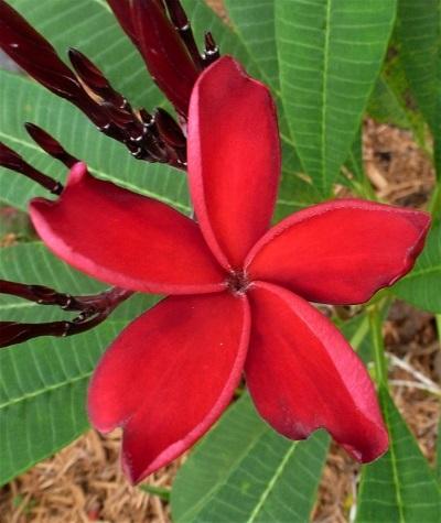 Pop's Red in the Plumeria forum - Garden.org