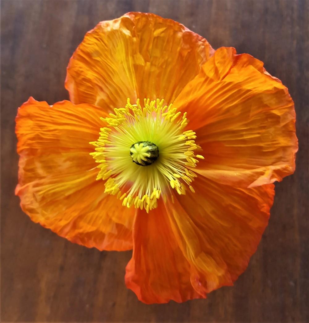 Poppies: Plant Care and Collection of Varieties - Garden.org