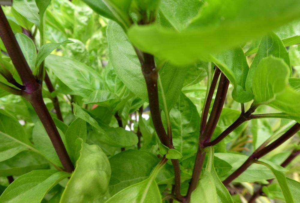 Photo of the stem, scape, stalk or bark of Basil (Ocimum basilicum ...