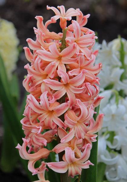Photo of the bloom of Hyacinth (Hyacinthus orientalis 'Gipsy Queen ...