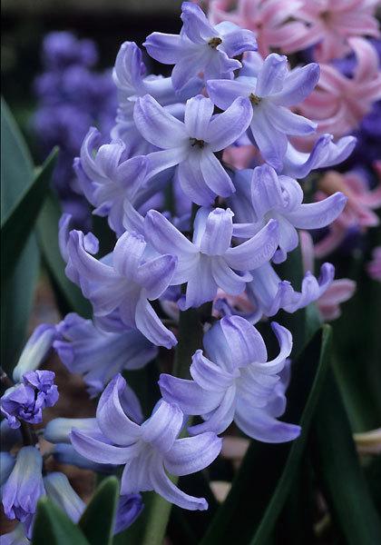 Dutch Hyacinth (Hyacinthus orientalis 'Grand Monarque') in the ...