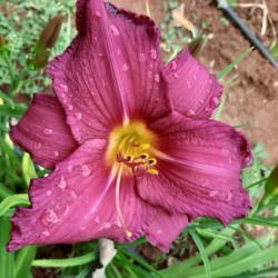 Photo of the bloom of Daylily (Hemerocallis 'Summer Wine') posted by ...