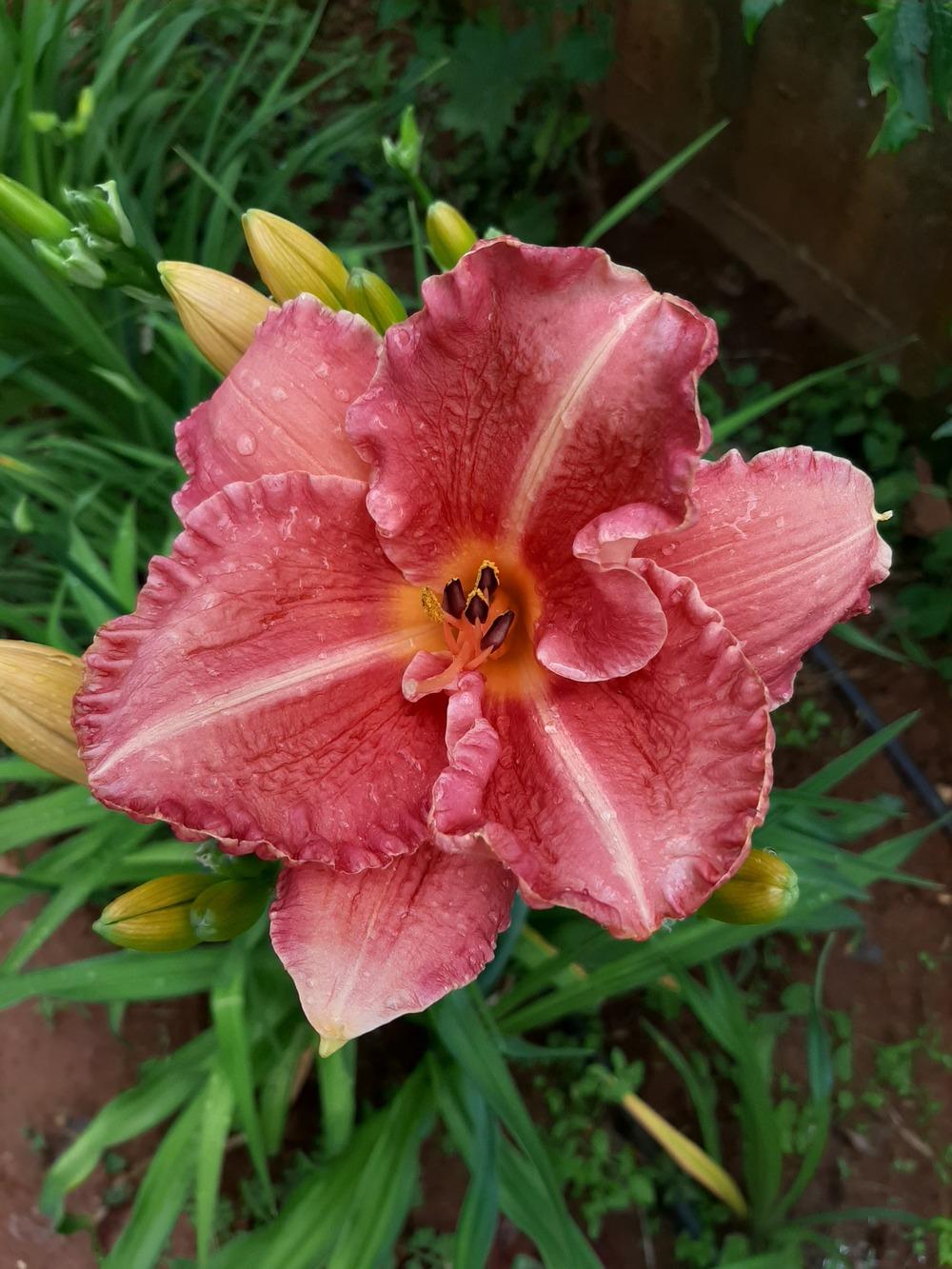Daylily (Hemerocallis 'Pretty Fancy') in the Daylilies Database - Garden.org