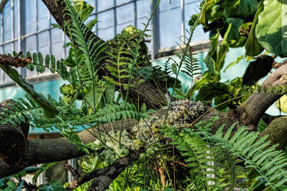 Ant Fern (Lecanopteris deparioides) - Garden.org