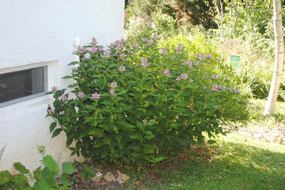 Photo of the entire plant of Pink Turtlehead (Chelone lyonii 'Hot Lips ...