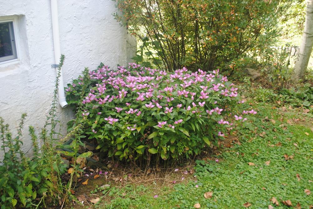 Photo of the entire plant of Pink Turtlehead (Chelone lyonii 'Hot Lips ...