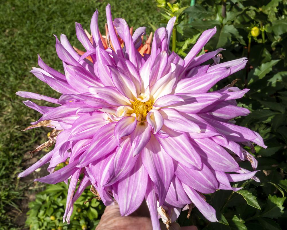 Photo of the bloom of Dahlia 'Mingus Randy' posted by arctangent ...