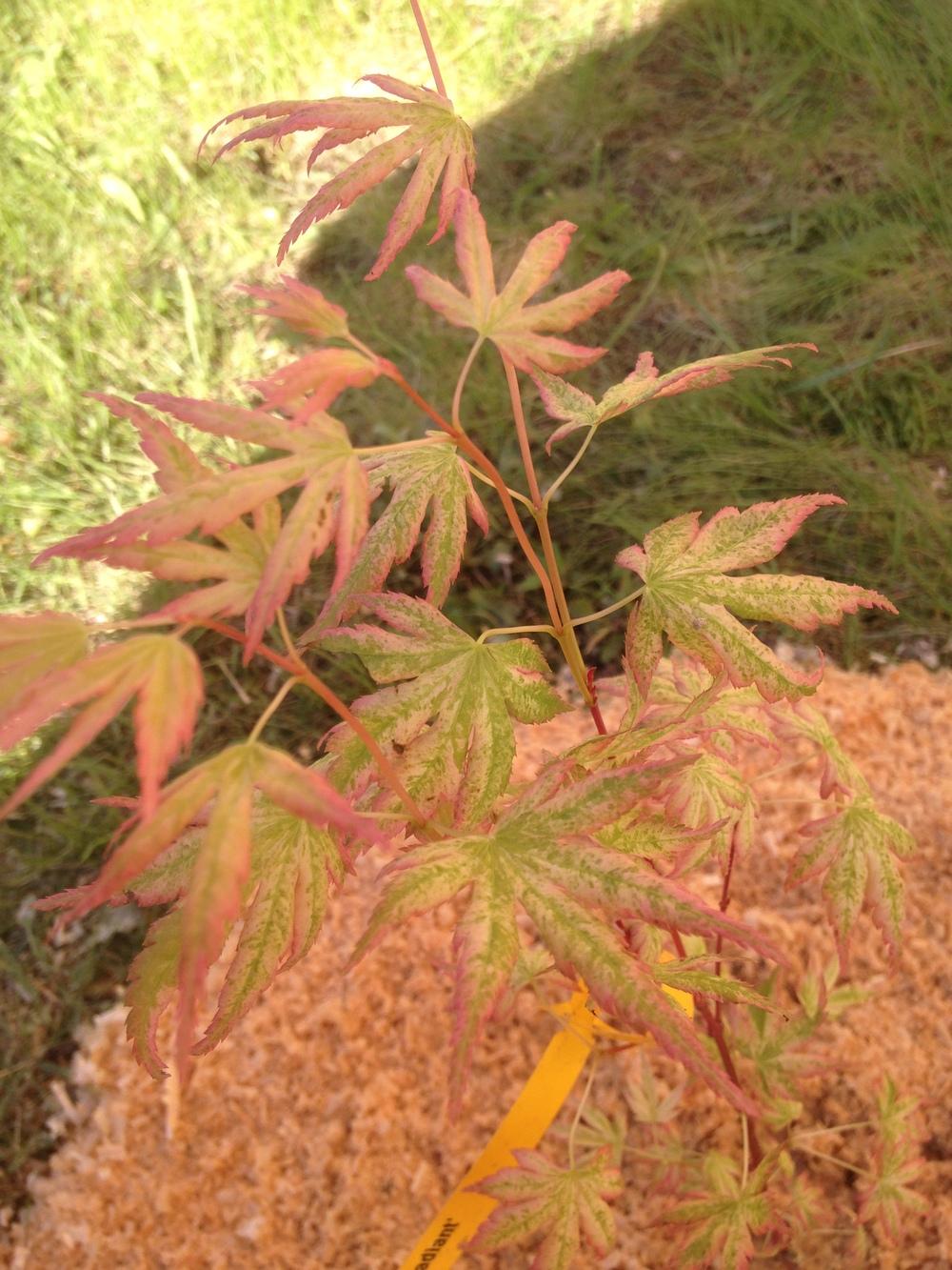 Variegated Japanese Maple (Acer palmatum Radiant™) - Garden.org