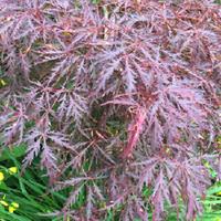 Cutleaf Japanese Maple (Acer palmatum 'Inaba Shidare') - Garden.org