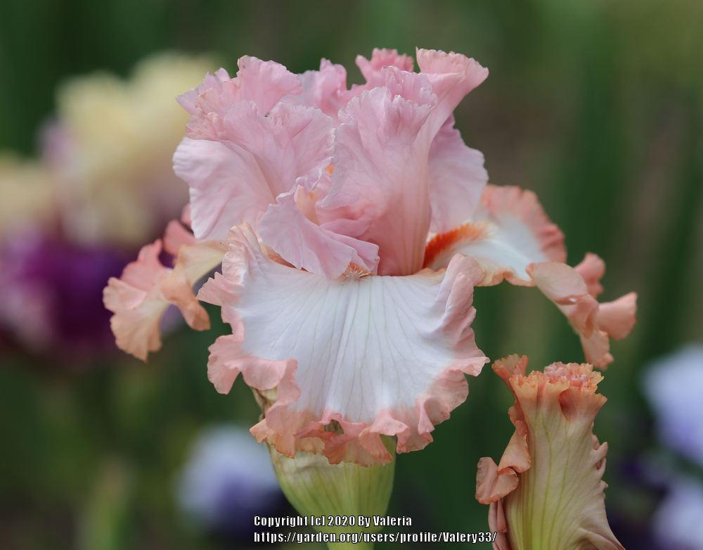 Photo of the bloom of Tall Bearded Iris (Iris 'Pink Sugar') posted by ...
