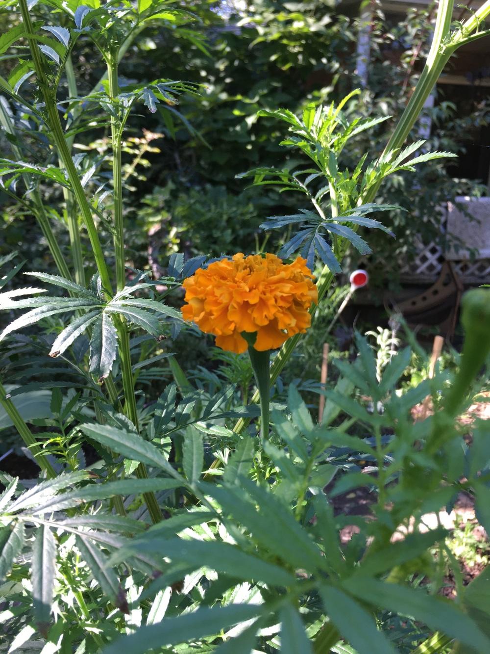 6 foot tall tagetes? in the Plant ID forum - Garden.org