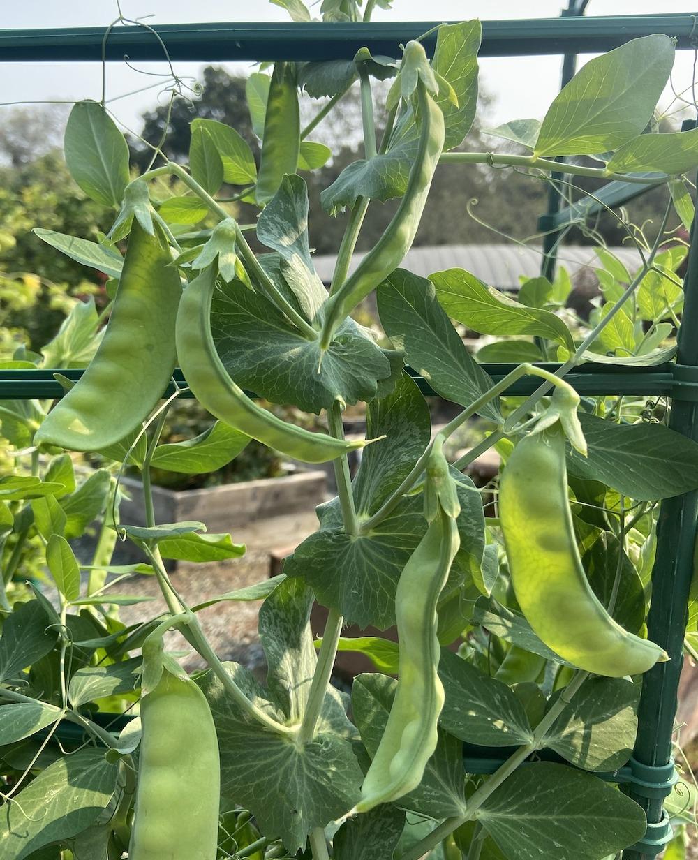 Deformed snap peas in the Ask a Question forum - Garden.org
